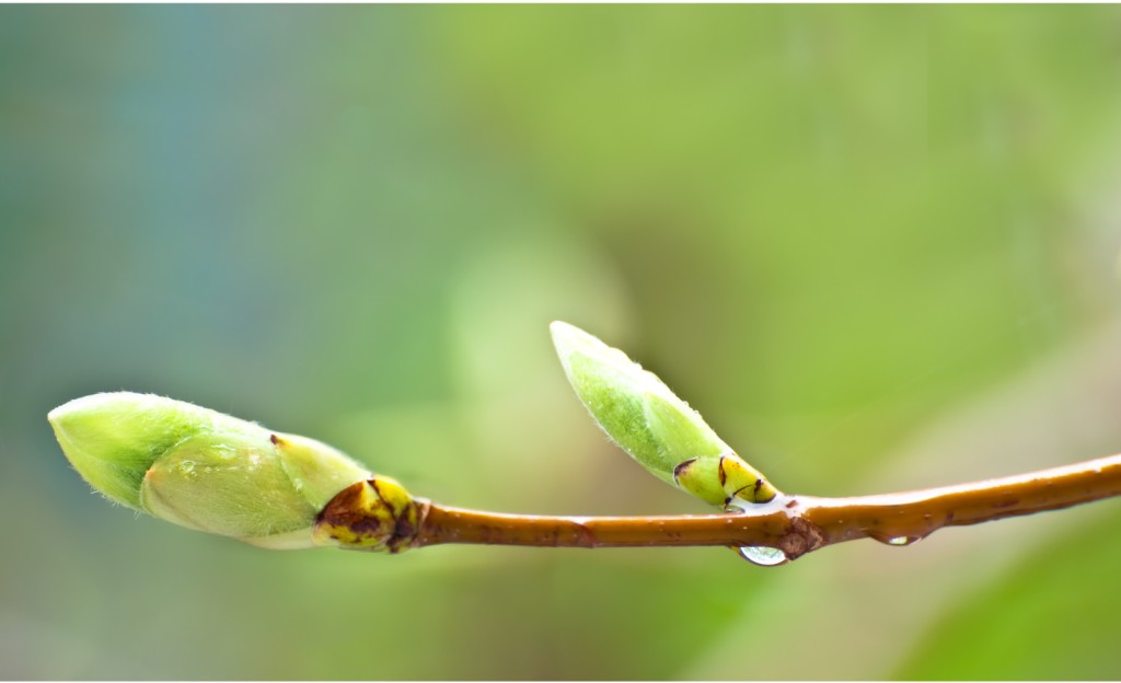 Gemmothérapie : le pouvoir revitalisant des bourgeons
