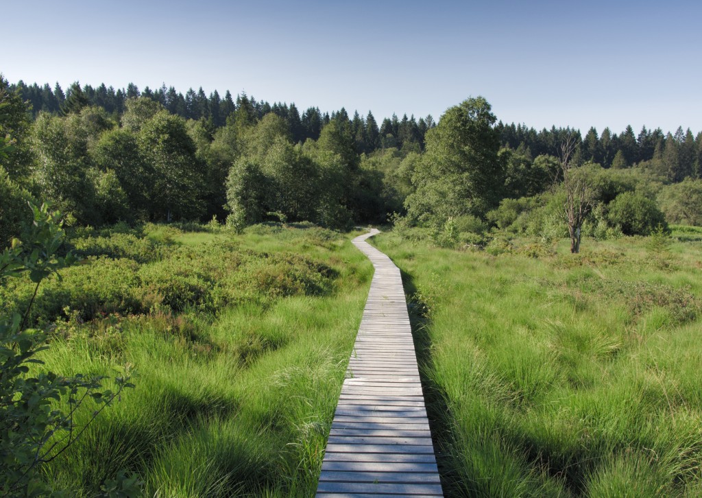 A la découverte des plus belles forêts belges